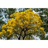 20 Golden Trumpet Tree Seeds for Planting - Tabebuia chrysantha ...