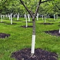 GQDIN Heavy Duty Tree Guard Wrap Protector Tube for Saplings - Deer ...