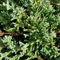 Expert Gardener Blue Rug Juniper (2.5 Quart) Low-Growing Groundcover ...