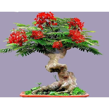Bonsai Flamboyant Flame Tree Seeds to Grow | 20 Seeds | Delonix regia ...