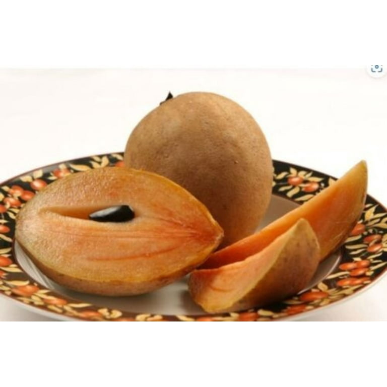 Sapodilla Fruit Tree