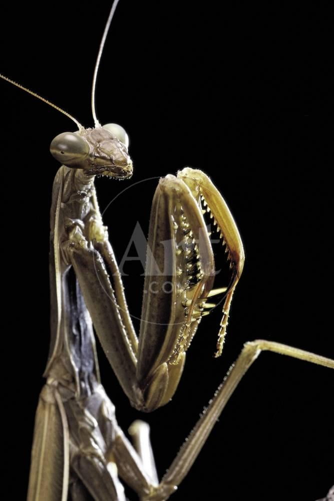Mantis Religiosa Praying Mantis , Animals Unframed Photographic Print ...