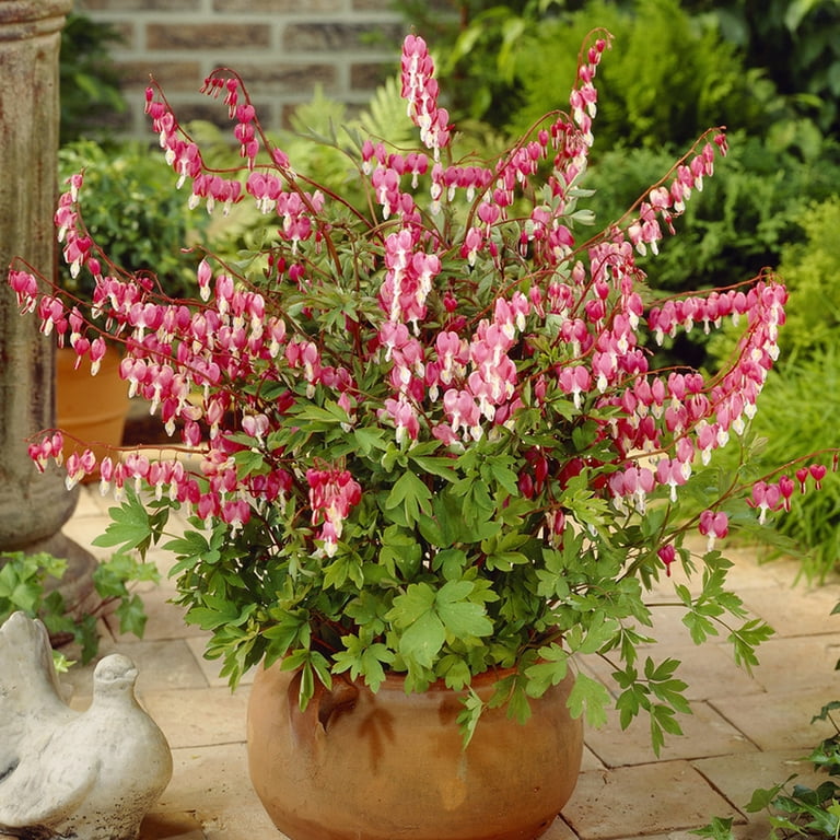 Bleeding Heart Potted Plant