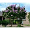 Crape Myrtle Catawba 1 Extra Large 3 Gallon Plant I Purple Flowering ...