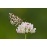 White Dutch Clover Seed Flowering Seeds for Wildlife Food Plots & Soil ...