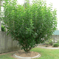 Dwarf Everbearing Mulberry Tree – 3 Gallon Potted Plant, Compact Fruit ...