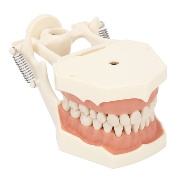 Modelo De Enseñanza De Dientes, Habilidades De Práctica 32 Dientes DP ...