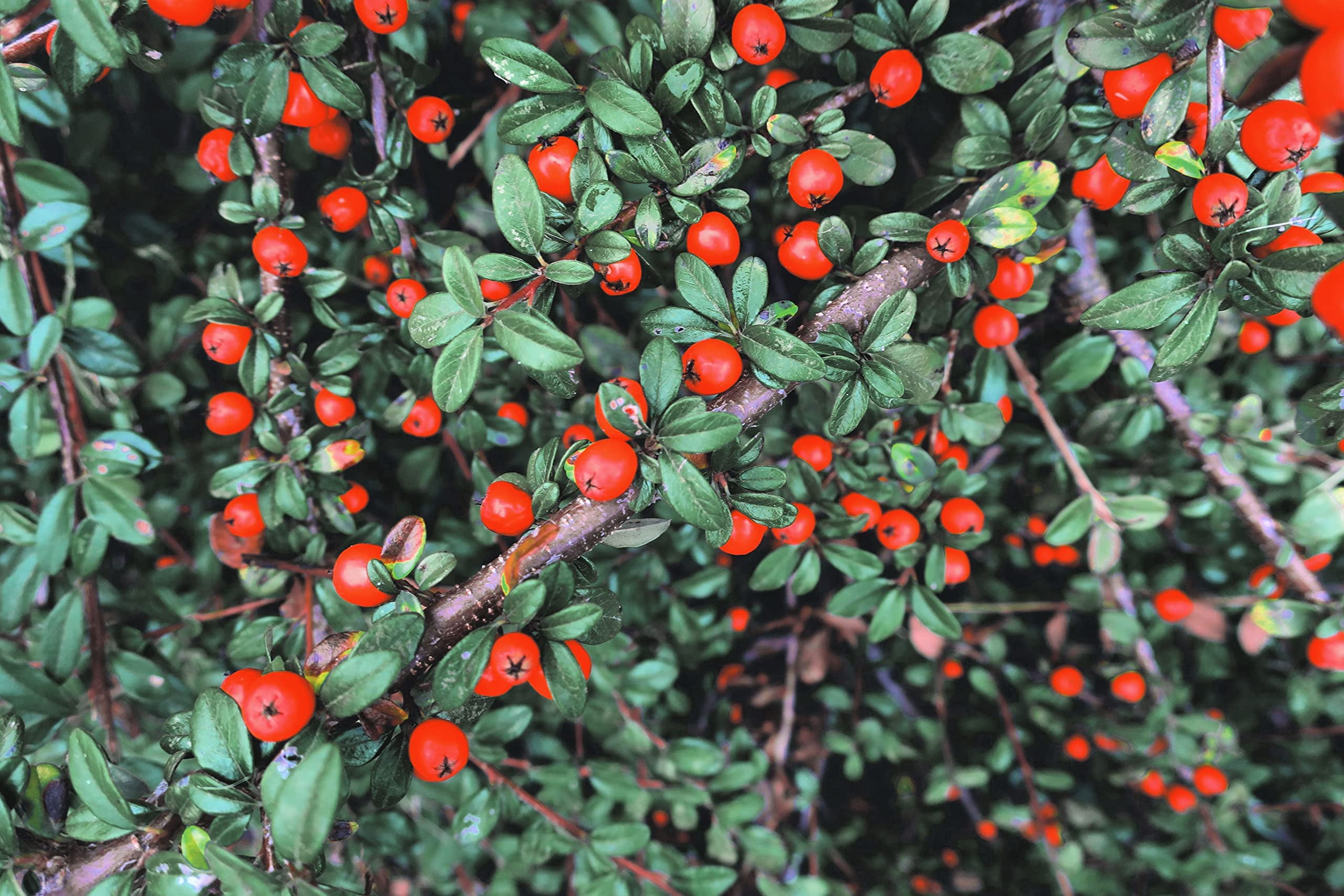 50 Creeping Cotoneaster Seeds for Planting - Cotoneaster adpressus ...