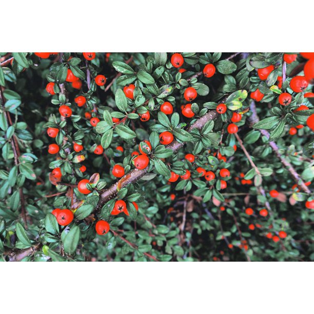 50 Creeping Cotoneaster Seeds for Planting - Cotoneaster adpressus ...