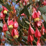Paperbark Maple Tree Seeds for Planting - Stunning Peeling Cinnamon ...