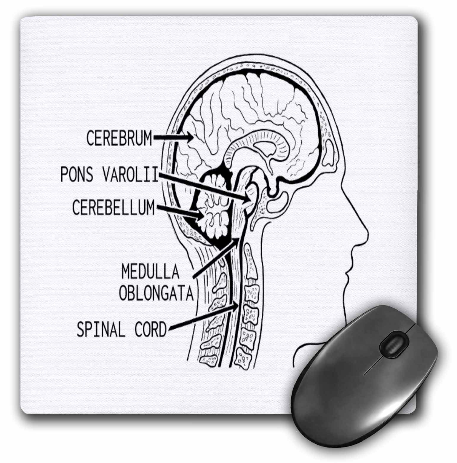 3dRose Image of Diagram Of Parts Of Human Brain Labeled - Mouse Pad, 8 ...