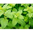 Relaxing Herbal Blend Tea from Greece - Mountain Tea, Verbena, Lemon ...