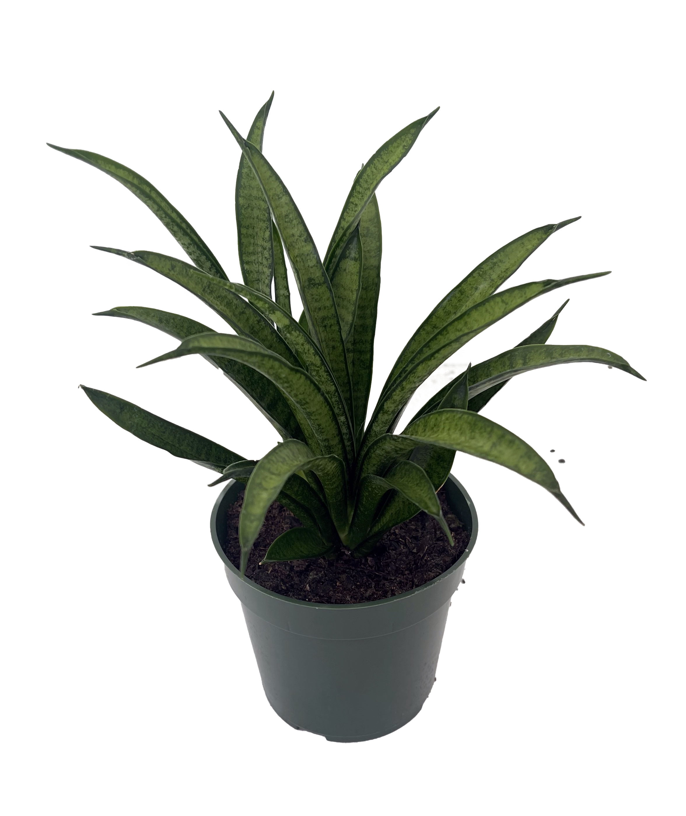Rare Lilliput Snake Plant - Sansevieria trifasciata hybrid - 4" Pot ...