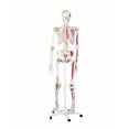 Anatomical Model: Sam the Super Skeleton W/ Pelvic on Roller Stand ...
