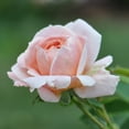 Heirloom Roses Pink Roses - Colette® Shrub Rose Plant - Live Plants For ...
