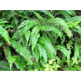 1500 Western SWORD FERN Giant Holly Swordfern Polystichum Munitum ...
