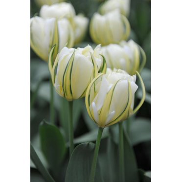 10 Weber's Pink Parrot Tulip Bulbs for Planting - Easy to Grow - Walmart.com