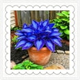 Midnight Blue & Autumn Gold Hostas for Planting-(Non-Artificial)-No ...
