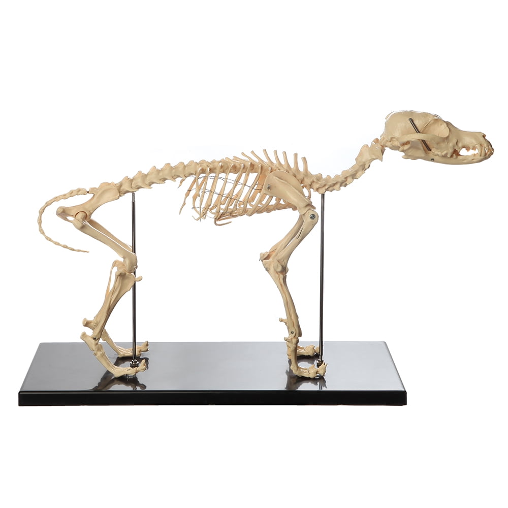 Buy Anatomy Lab Canine Skeleton Model - Fixed Articulation on Base ...