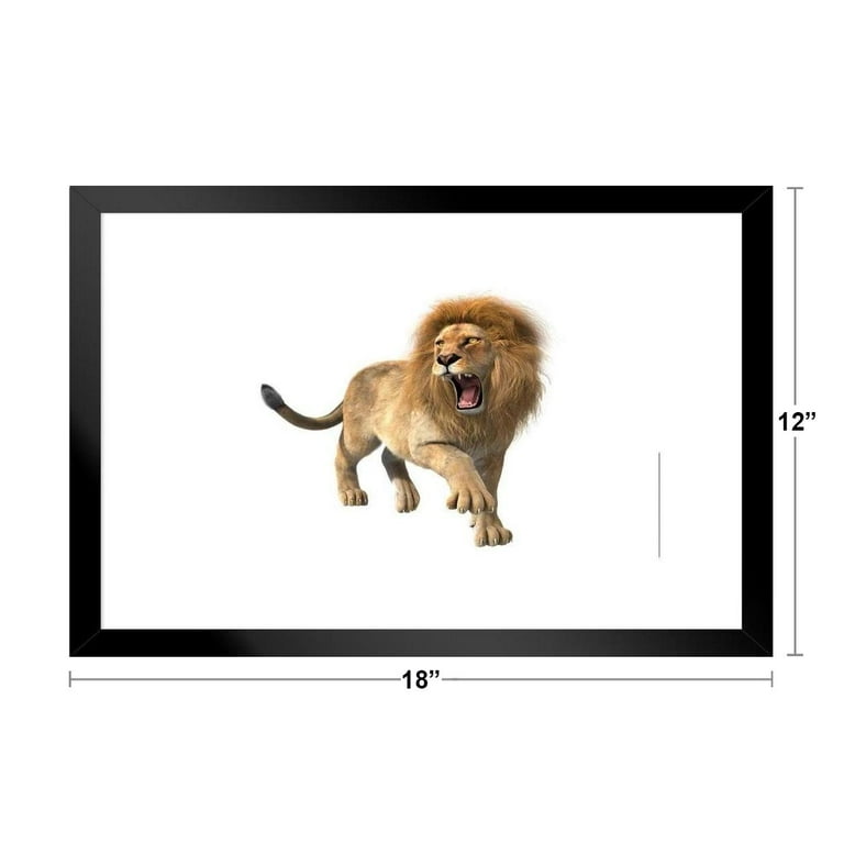 Male Lion Roaring Full Body