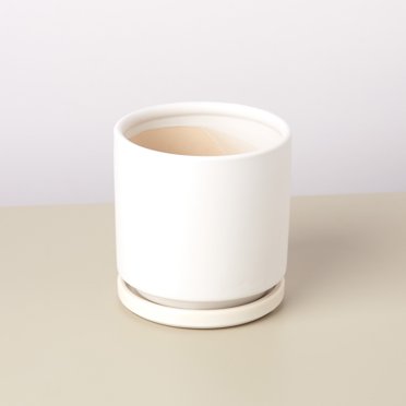 Expert Gardener 6 inch Tulip Yellow, Live, Indoor Plant with Pot Cover ...