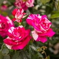 Neil Diamond Hybrid Tea Rose Dormant Bare Root Plant (1-Pack) - Walmart.com