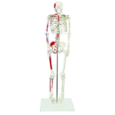 Life-size 70.8'' Medical School Skeleton Model with Rolling Stand ...