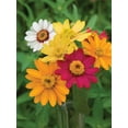 Burpee Pinwheel Mix Zinnia Seed Packet, Annual Flower, Full Sun ...