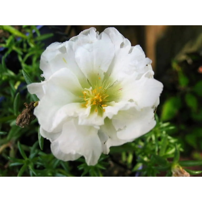 White Portulaca Grandiflora