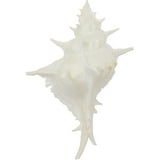 Alabaster Murex Seashell 4-5" - Walmart.com
