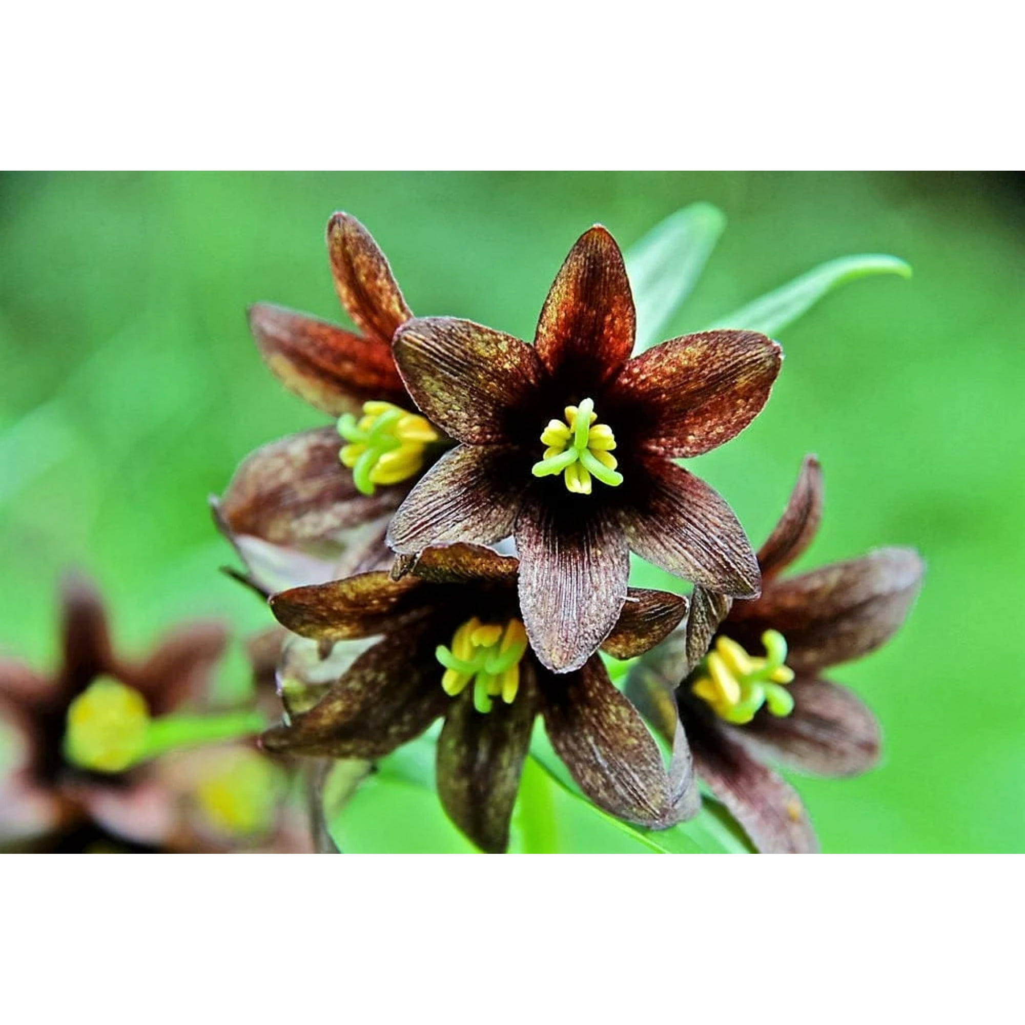 Click here for Seedville Usa 10 Chocolate Lily Black Kamchatka Br... prices