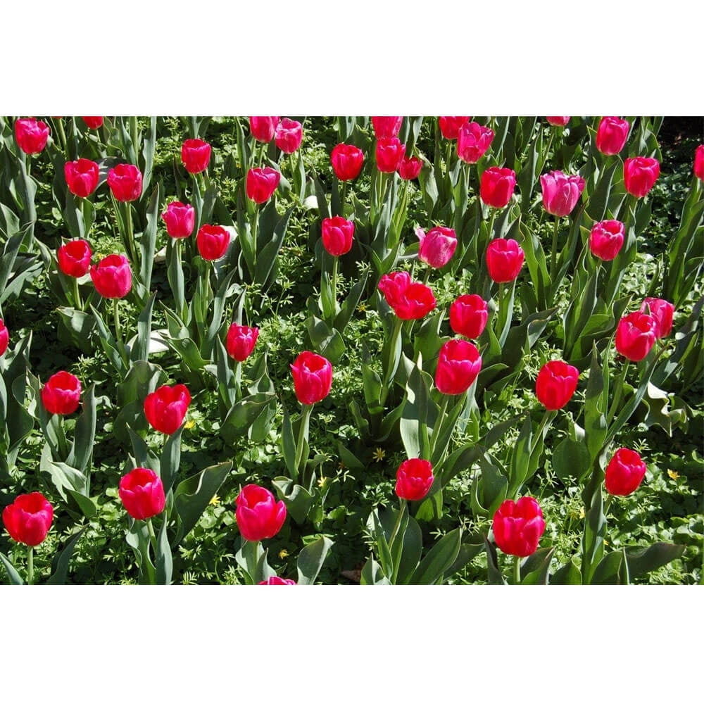 Baker Flowers Glossy Poster - Walmart.com