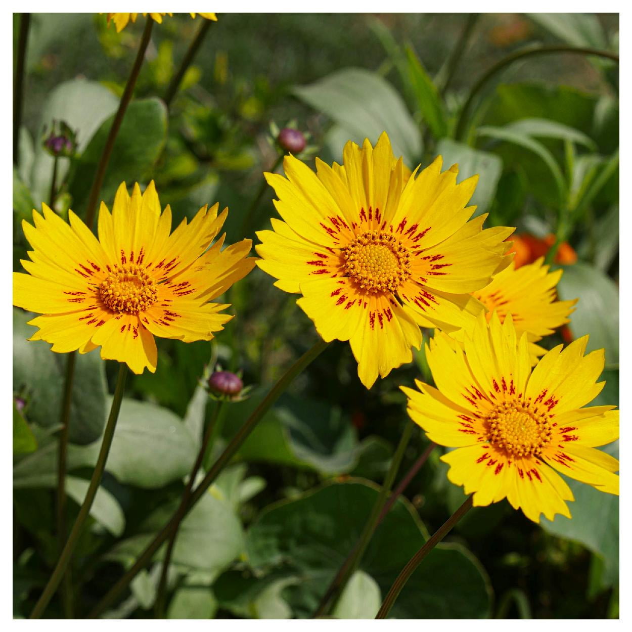 Everwilde Farms - 1 oz Picta Tickseed Native Wildflower Seeds - Gold ...