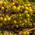Bronze Grape Vines Live Plants for Planting, 5-10" Grape Tree for ...