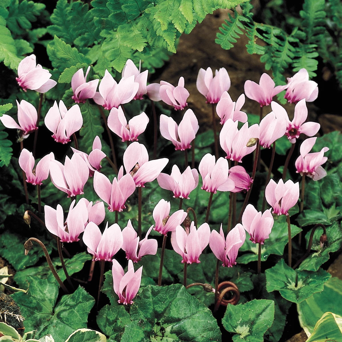 Hardy Cyclamen Bulb Mixture, Dormant Flowering Bulbs (3-Pack) - Walmart.com