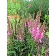 50 Mixed Colors VERONICA SIGHTSEEING MIXTURE (Spike Speedwell) Veronica ...