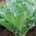 Burpee Georgia Collards Vegetable Seed, 1-Pack - Walmart.com