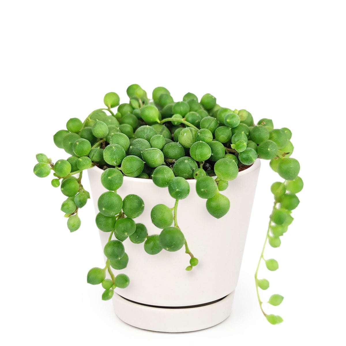 String of Pearls Senecio Rowleyanus Succulent (4"+ Minimalist Pot ...