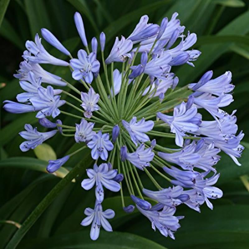 Blue Agapanthus - 2 Roots - Long Summer Blooms - Walmart.com - Walmart.com