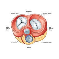 24x36 gallery poster, Diagram of the heart - Walmart.com