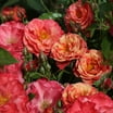 Heirloom Roses Twilight Zone Grandiflora Rose - Fragrant Purple Live ...