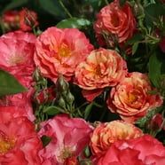 Heirloom Roses Polka Climbing Rose Bush, Live Fragrant Apricot Plant ...