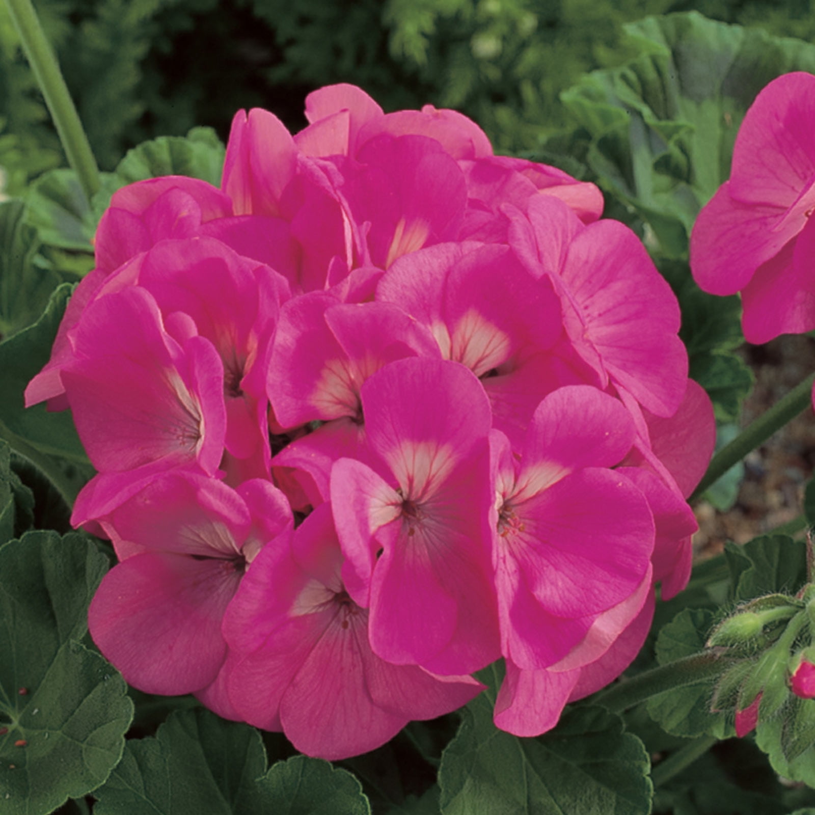 Maverick F1 Series Geranium Flower Garden Seeds - Pink - 100 Seeds ...