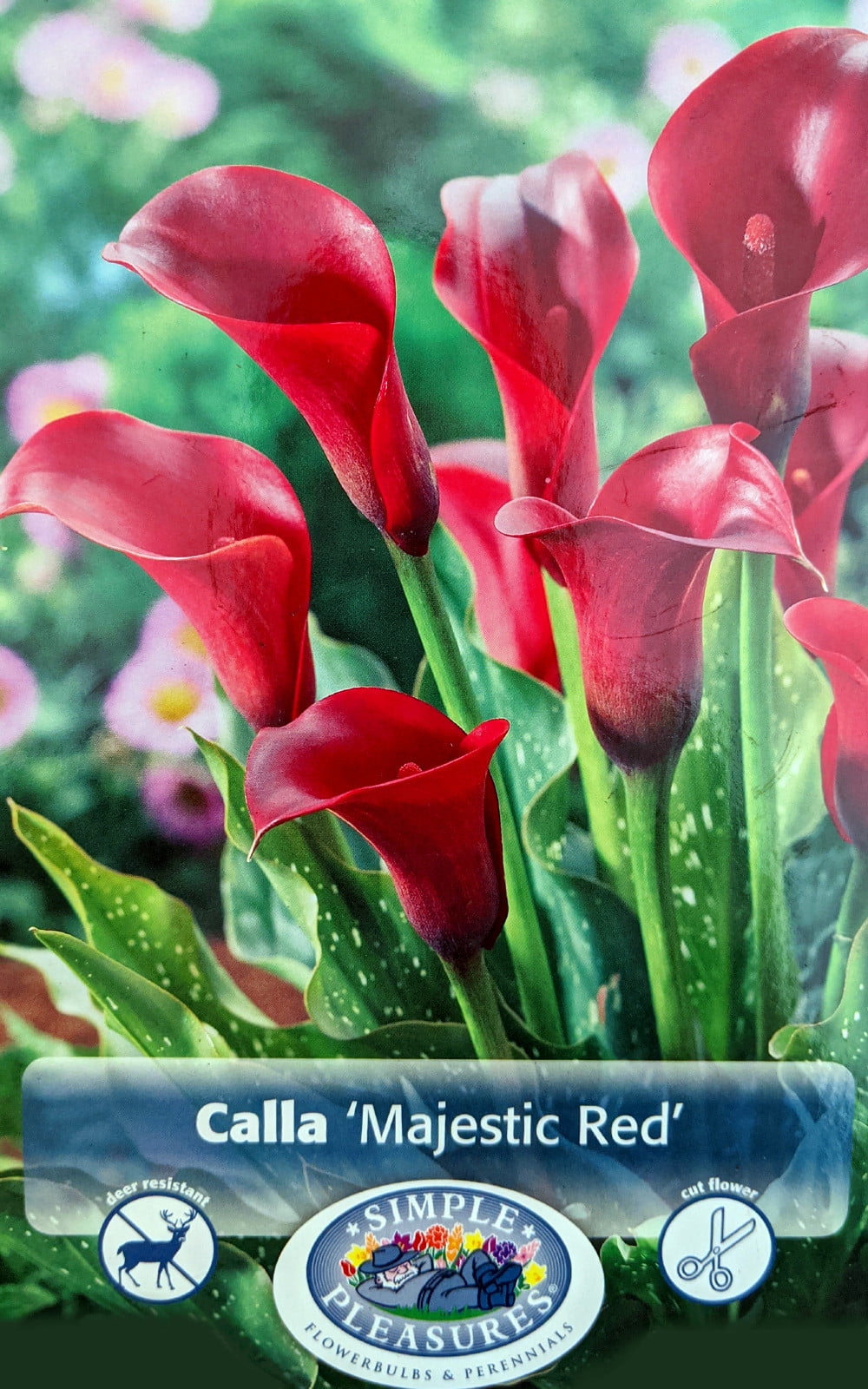 Majestic Red Calla Lily Bulb 14/16 cm - Long Lasting Blooms - Walmart.com