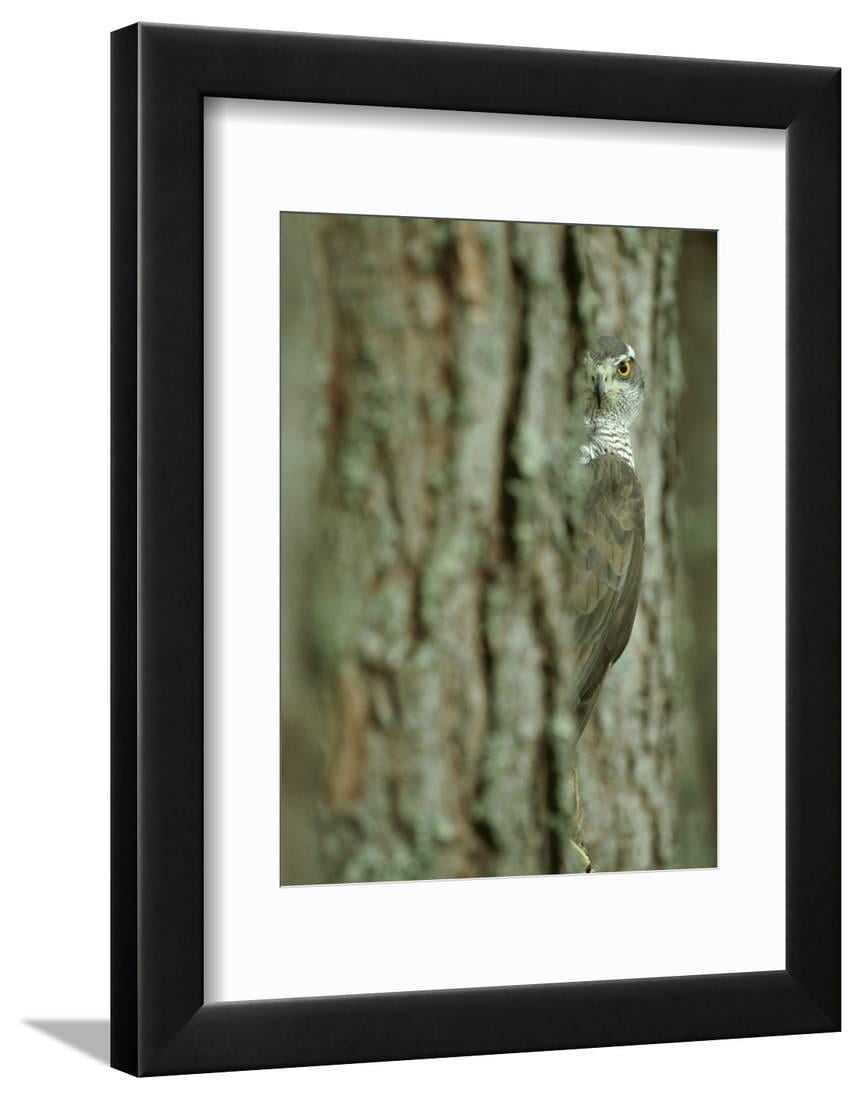 Goshawk, Peering from Between Trees Framed Print Wall Art by Mark ...