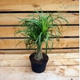 Ponytail Palm - Live Plant in a 6 Inch Growers Pot - Beaucarnea ...