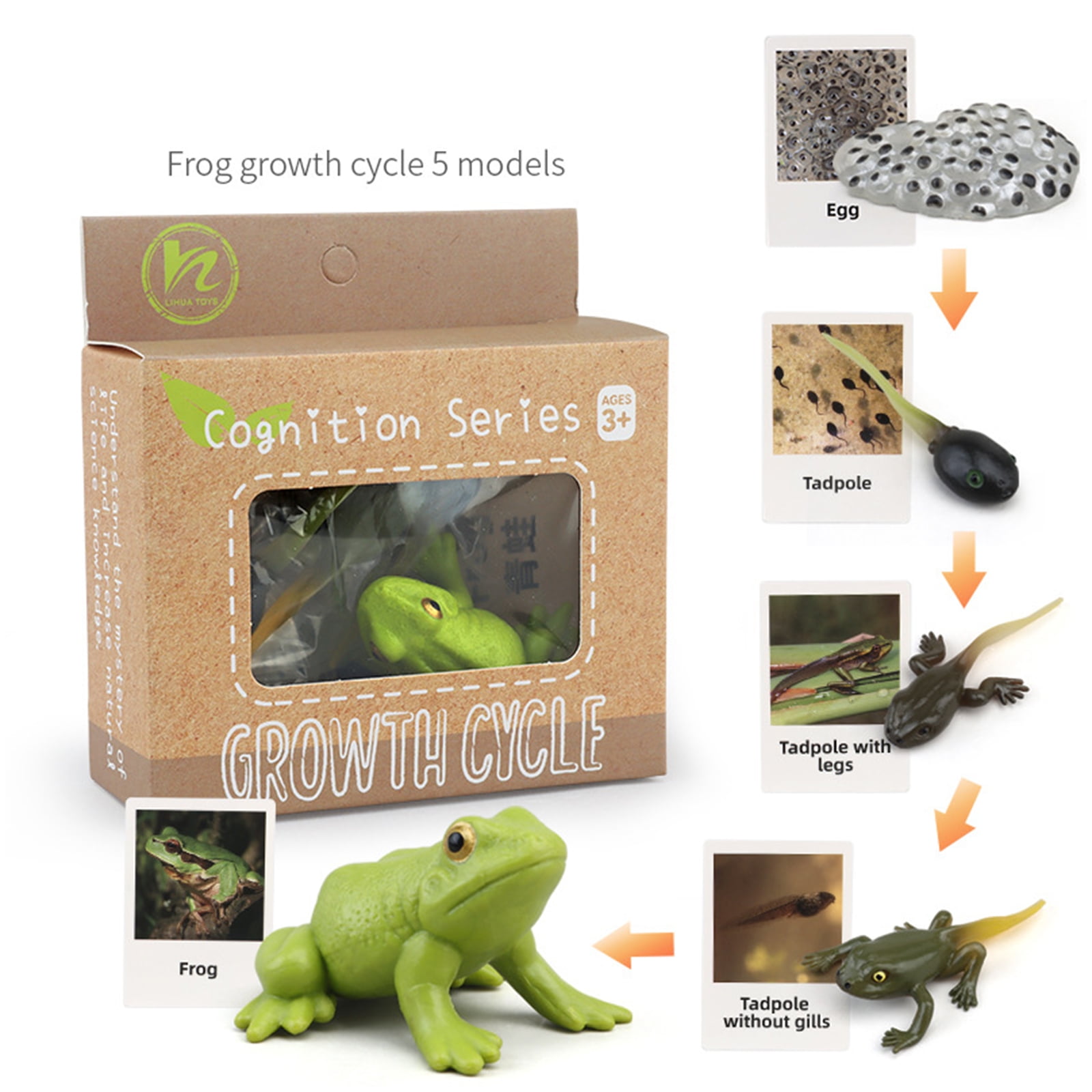 Juiluna Life Cycle Animal Figurines Insect Animal Plant Growth Cycle ...