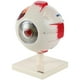 Axis Scientific 5X Enlarged Human Eye Model, Eyeball Anatomy, Multi ...