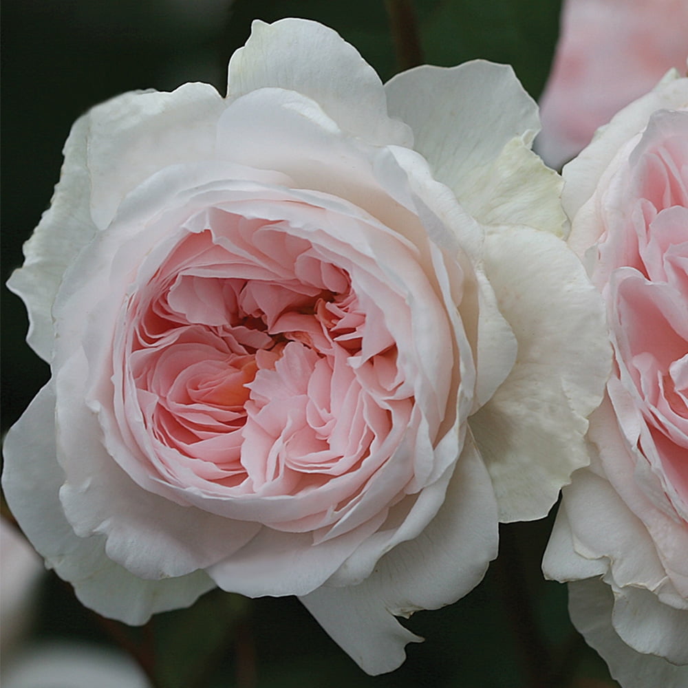 Heirloom Roses - Tranquility™ Shrub Rose Bush - Fragrant Roses Plants ...