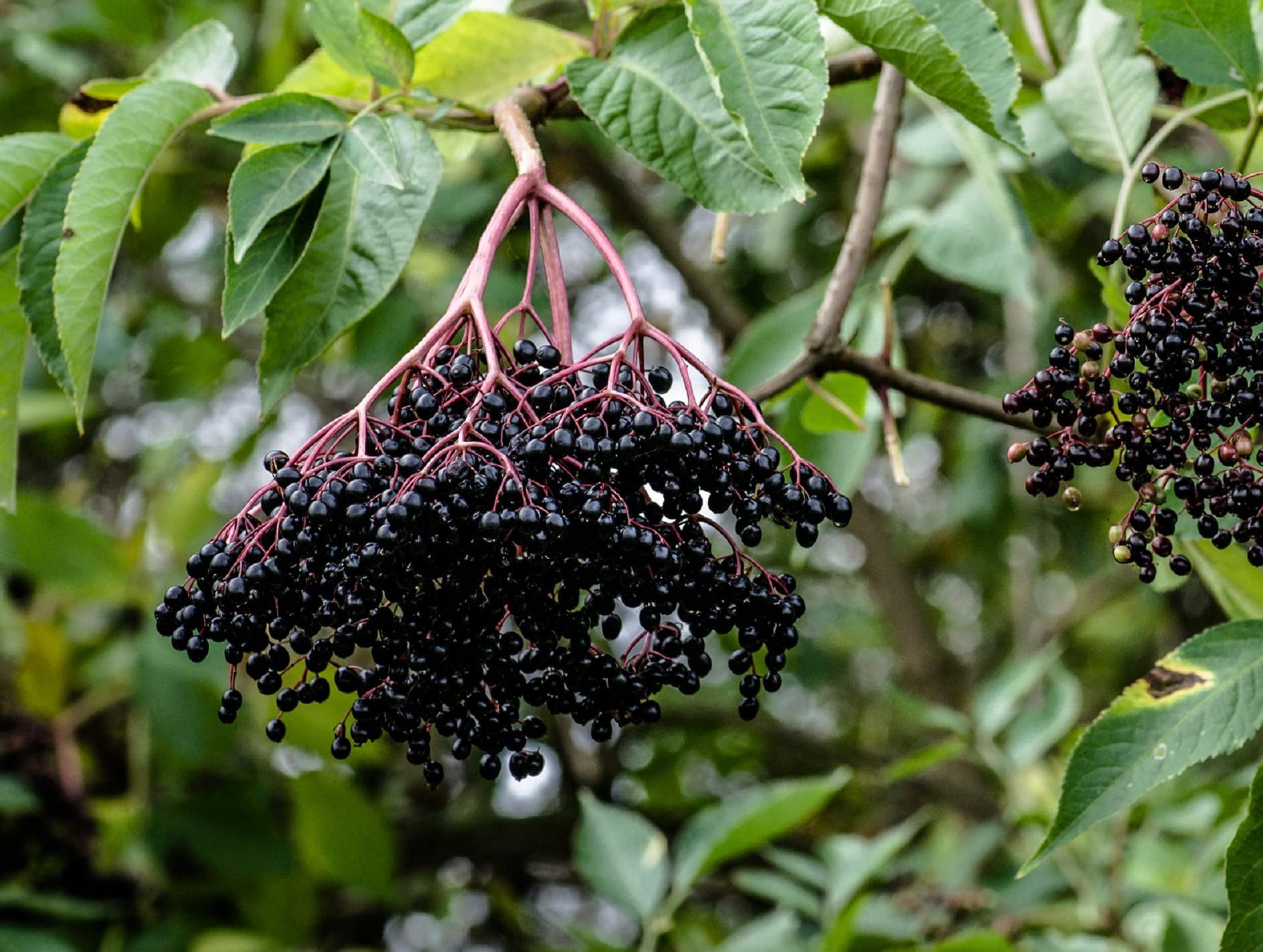50 Black Bearing Elderberry Cuttings to Grow - Grow 50 Elderberry Trees ...